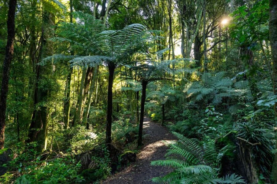 Waikato: Ancient Forest Guided Tour - Practical Details and Considerations