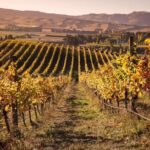 Waipara Wine Tour from Christchurch - including Lunch & Tastings - What We Love About This Tour