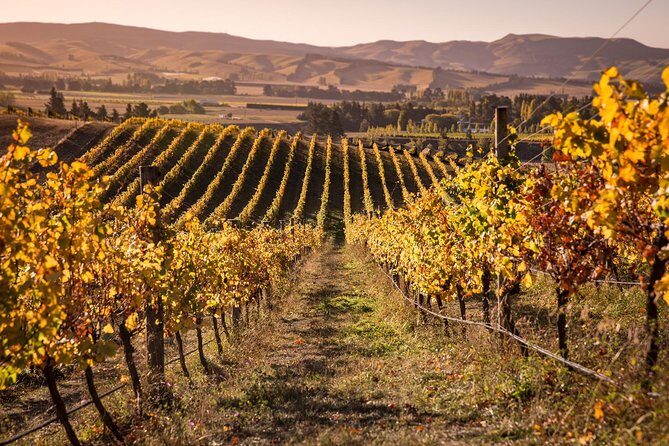Waipara Wine Tour from Christchurch - including Lunch & Tastings - What We Love About This Tour