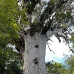 WAIPOUA FOREST Tane Mahuta & KAURI MUSEUM Day Tour from Auckland - Who Should Consider This Tour?
