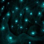 Waitangi: Kawiti Glow Worm Cave & Opua Kauri Forest Walk - Exploring the Itinerary — What’s Included and Why It Matters