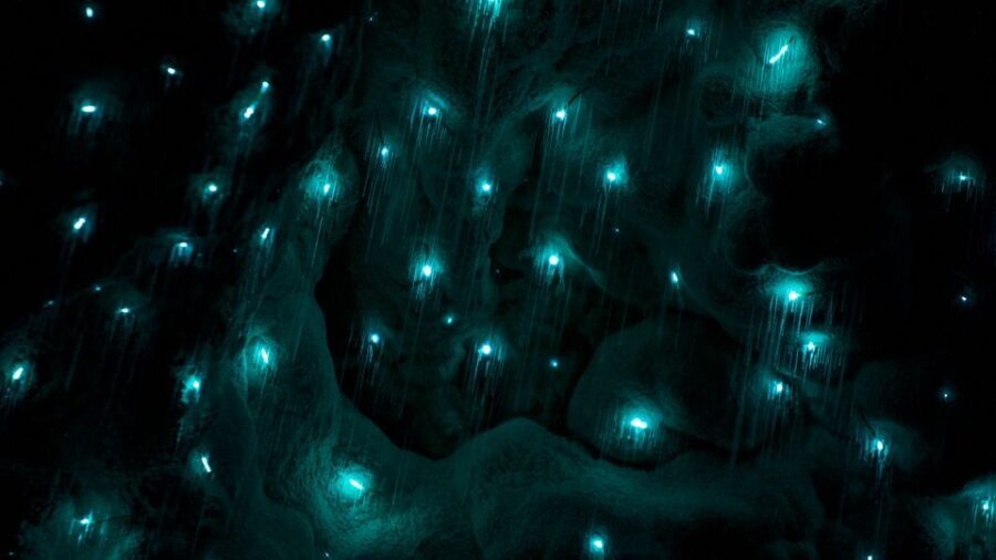Waitangi: Kawiti Glow Worm Cave & Opua Kauri Forest Walk - Exploring the Itinerary — What’s Included and Why It Matters