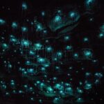 Waitomo Glow Worm Caves - Analyzing the Value