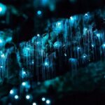 Waitomo Glow Worm Caves & Te Puia - Rotorua's Geothermal Valley - Exploring the Itinerary: What You’ll Experience