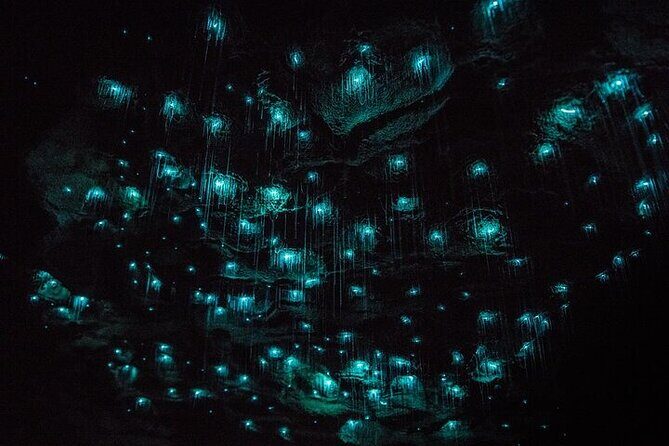 Waitomo Glow Worm Caves - Analyzing the Value