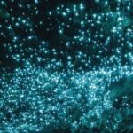 Waitomo Glowworm Caves and Ruakuri Cave - FAQ