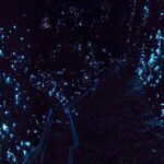 Waitomo Glowworm Caves In a Private Small Group Tour-Auckland. - Who Will Enjoy This Experience?