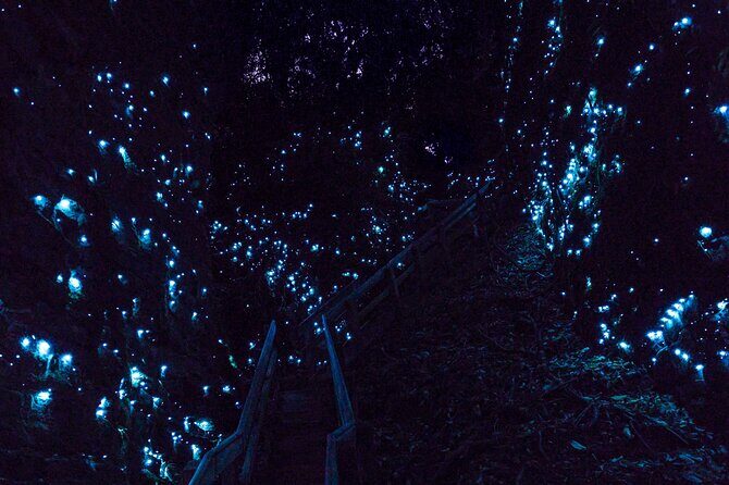 Waitomo Glowworm Caves In a Private Small Group Tour-Auckland. - Who Will Enjoy This Experience?