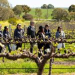 Walk, Taste, Graze - Experience at Pindarie - Tasting Unusual Wines in a Heritage Setting