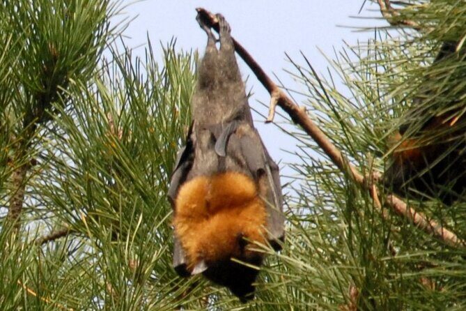 Walking with Sydney Flying Foxes (Fruit Bats) - The Itinerary in Detail