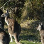 Walking with Wild Kangaroos Private Half-Day Trip from Sydney - What About the Cost and Value?