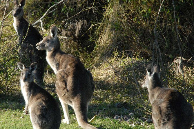 Walking with Wild Kangaroos Private Half-Day Trip from Sydney - What About the Cost and Value?