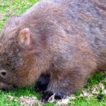 Walking with Wild Wombats Private Day Trip from Sydney - The Transport & Group Size