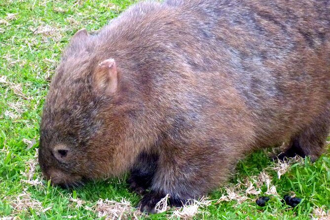 Walking with Wild Wombats Private Day Trip from Sydney - The Transport & Group Size