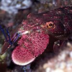 Warkworth: Full-Day Scuba Dive Charter at Hen and Chickens - The Sum Up: Is It Worth It?