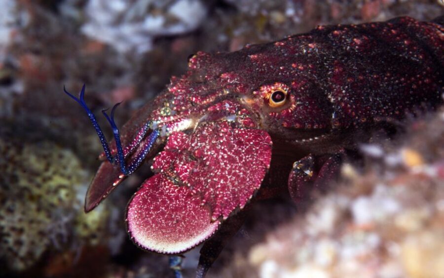 Warkworth: Full-Day Scuba Dive Charter at Hen and Chickens - The Sum Up: Is It Worth It?