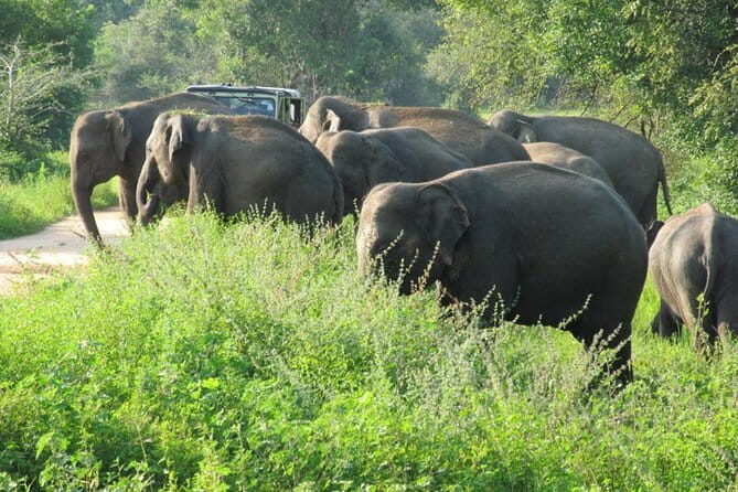Wasgamuwa National Park Entrance Ticket with Private Safari - The Practical Details
