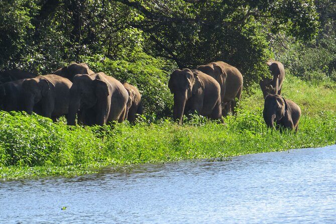 Wasgamuwa National Park Safari from Habarana - Who Will Love This Tour?