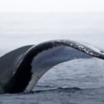Watch and Swim with Humpback Whales in Moorea - Final Thoughts: Is It Worth It?