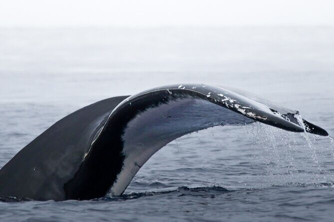 Watch and Swim with Humpback Whales in Moorea - Final Thoughts: Is It Worth It?