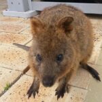Wave Rock, Pinnacles and Rottnest One Day Aeroplane Tour - The Experience: What Travelers Are Saying