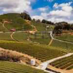 Wazuka: Tea Picking Experience with Matcha Tea Tasting - Who Is This Tour Best For?