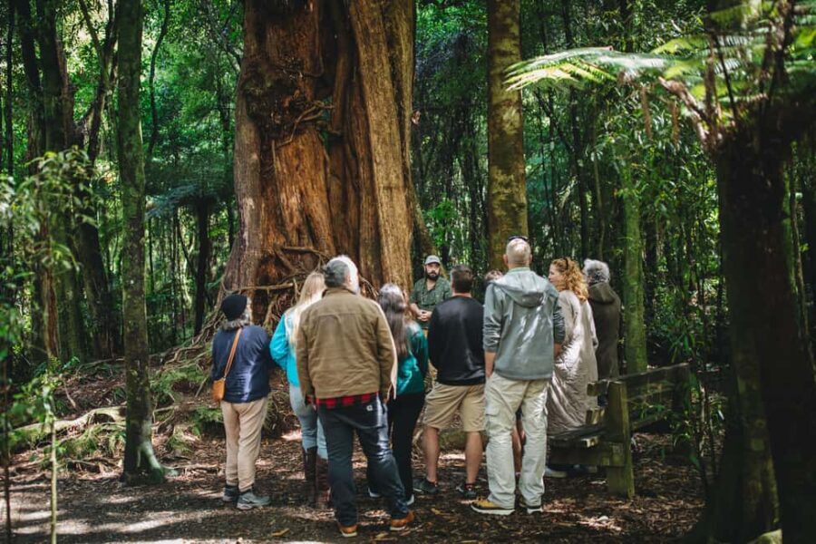 Wellington: Original LOTR Full-Day Tour with Weta & Lunch - Behind-the-Scenes at Weta Workshop