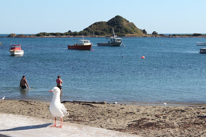 Wellington Scenic Full Day Tour - The Value of This Tour