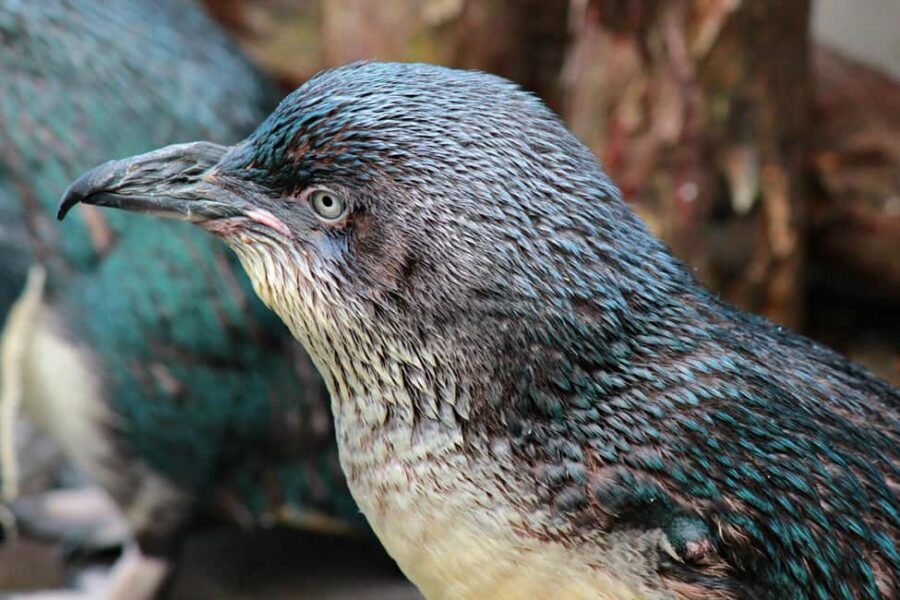 Wellington Zoo Entry Ticket + Animals of Aotearoa Group Tour - Why This Tour Stands Out