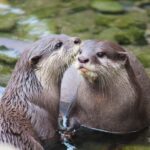 Wellington Zoo General Entry Tickets - Wellington Zoo General Entry Tickets: An Insider’s Look
