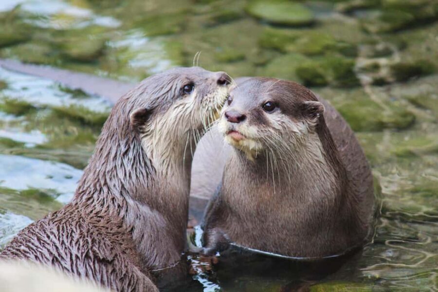 Wellington Zoo General Entry Tickets - Wellington Zoo General Entry Tickets: An Insider’s Look