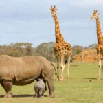 Werribee Open Range Zoo: Entry Ticket - Who Will Love Werribee Open Range Zoo?