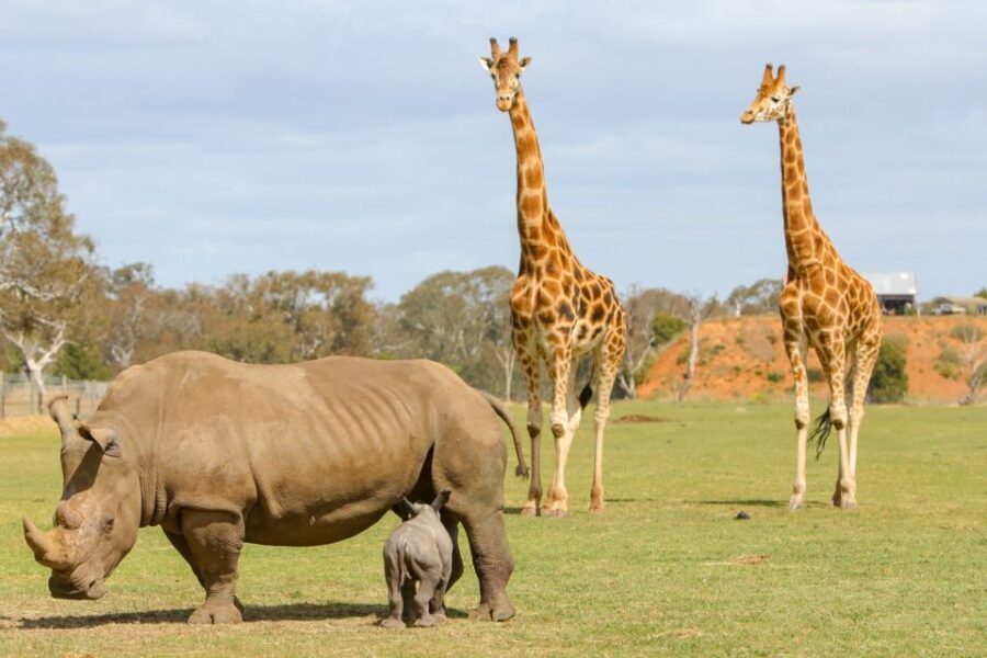 Werribee Open Range Zoo: Entry Ticket - Who Will Love Werribee Open Range Zoo?