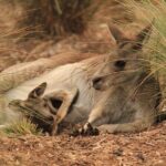 Werribee Open Range Zoo General Admission Ticket - Who Will Love This Experience?