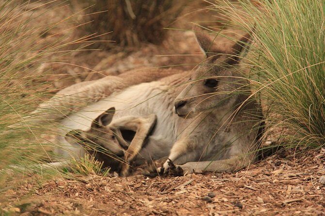 Werribee Open Range Zoo General Admission Ticket - Who Will Love This Experience?