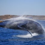 Western Australia: Swim with Humpback Whales - Authenticity and Authentic Experiences