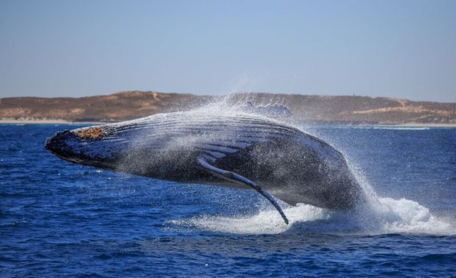 Western Australia: Swim with Humpback Whales - Authenticity and Authentic Experiences