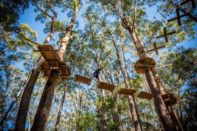 Western Sydney Tree Ropes Course - Who Would Love This Experience?