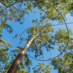 Western Sydney Zipcoaster Experience - The Unique Features of the Zipcoaster