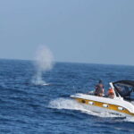 Whale and Dolphin Watching - Private Speed Boat Tour - Final Thoughts: Who Will Love This Tour?