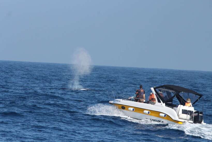 Whale and Dolphin Watching - Private Speed Boat Tour - Final Thoughts: Who Will Love This Tour?