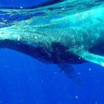 Whale Tour - Observe and swim with whales - Who Will Love This Tour?