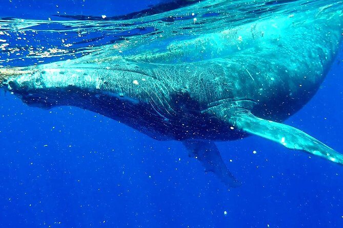 Whale Tour - Observe and swim with whales - Who Will Love This Tour?