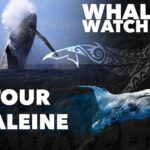 WHALE TOUR - Watching and Swimming with Whales - The Value of This Tour
