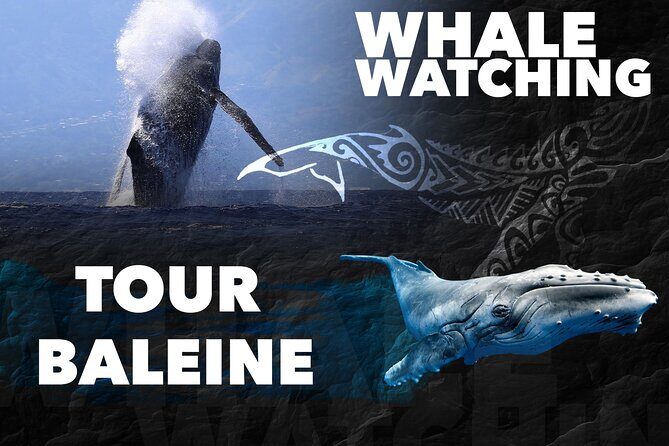 WHALE TOUR - Watching and Swimming with Whales - The Value of This Tour