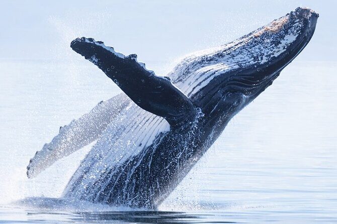 Whale watching 6 people half day - The Practical Details