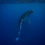 Whale watching and snorkelling in Moorea - An In-Depth Look at the Whale Watching & Snorkeling Tour