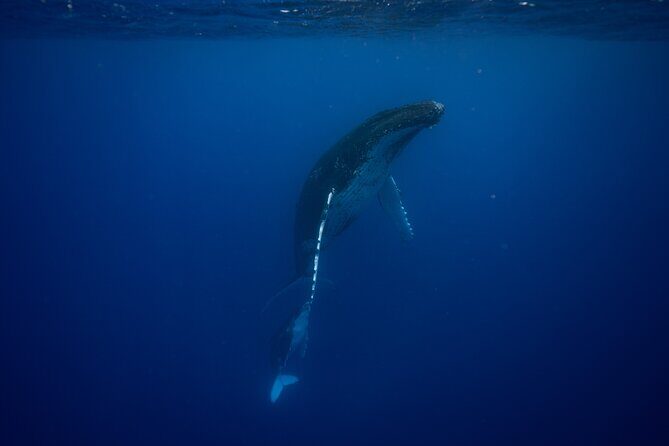 Whale watching and snorkelling in Moorea - An In-Depth Look at the Whale Watching & Snorkeling Tour