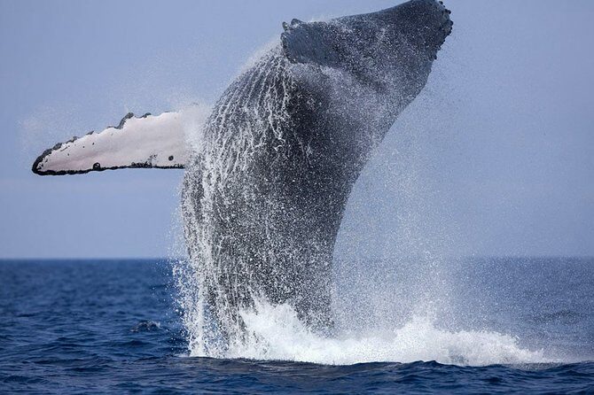 Whale Watching Boat Tour from Balapitiya - Final Thoughts