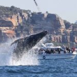 Whale Watching Boat Trip in Sydney - Who Is This Tour Best For?